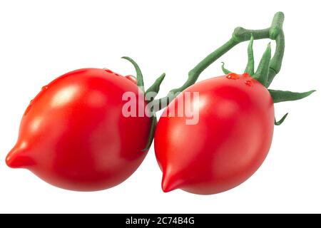 Piennolo del Vesuvio cherry tomatoes on the vine, an Italian heirlooms ...