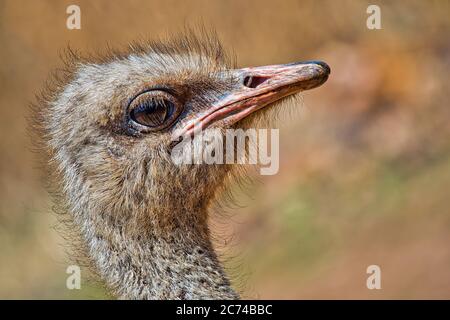 Common Ostrich, Rhino and Lion Nature Reserve, Gauteng, South Africa ...
