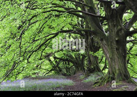Beech trees on Lewesdon Hill in the autumn Dorset UK Stock Photo - Alamy