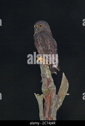 Andaman Islands, India, Hume's Hawk Owl, Ninox obscura Stock Photo - Alamy