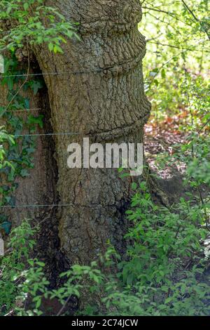 Scarred tree trunk Stock Photo - Alamy