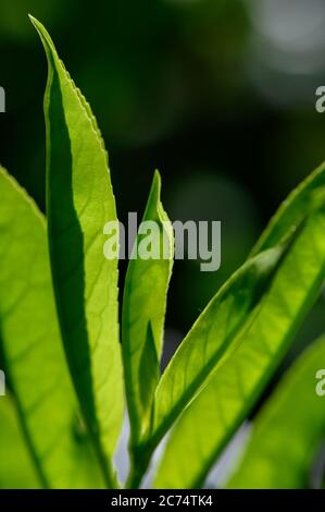 Young laurel plant with branches and green leaves, laurus nobilis ...