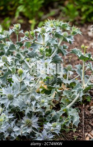 In the wild grows a thistle Eryngium Campestre, known as field eryngo ...