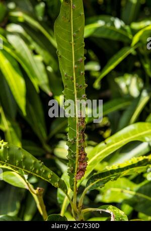 Close up of Disease Mango tree blossoms of Mango flower Stock Photo - Alamy