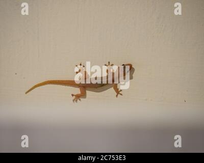 Common house gecko Stock Photo - Alamy