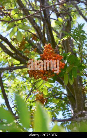 garden plant called rowan leaf Stock Photo - Alamy
