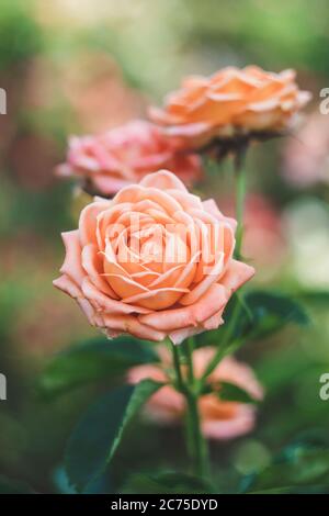 A pink rose in the garden with bokeh background Stock Photo - Alamy