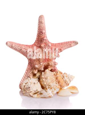 Background of beautiful different seashells isolated on top with space ...