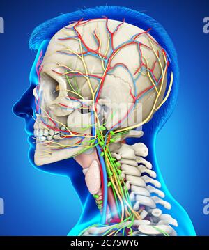 Lymphatic system of the head and neck, illustration Stock Photo - Alamy