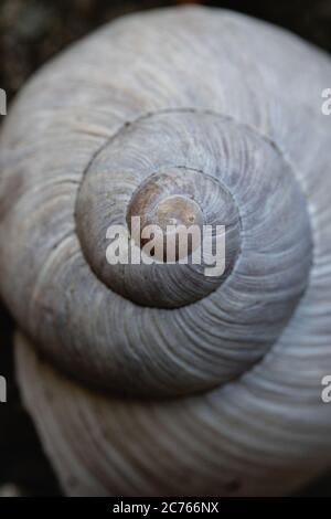 Prehistoric sea snail shell Stock Photo - Alamy