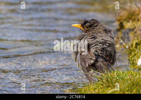 austral thrush (Turdus falcklandii) taking a bath in Lapataia River ...