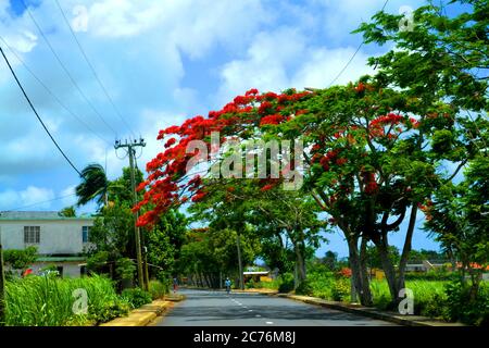 Beautiful rural scene in Mauritius Stock Photo - Alamy