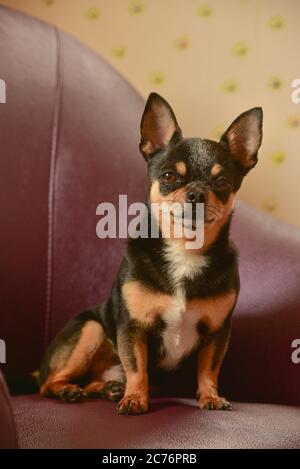 Chihuahua dog tricolor on a beige background. Animal, dog Stock Photo ...