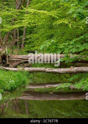 Fallen tree trunk as a bridge over a river in green forest Stock Photo ...