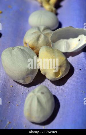 Beautiful shells from the Maldives Stock Photo - Alamy