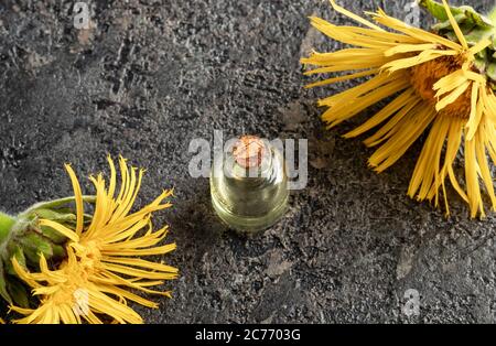 A bottle of elecampane essential oil with fresh Inula helenium flowers ...