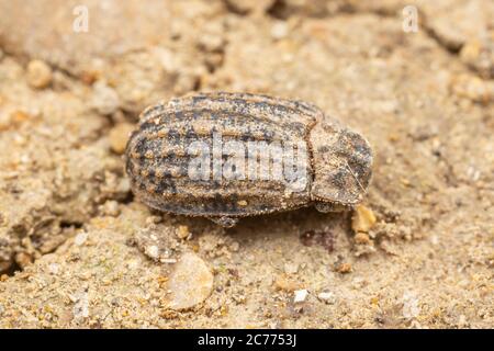Hide Beetle (Trox sp Stock Photo - Alamy