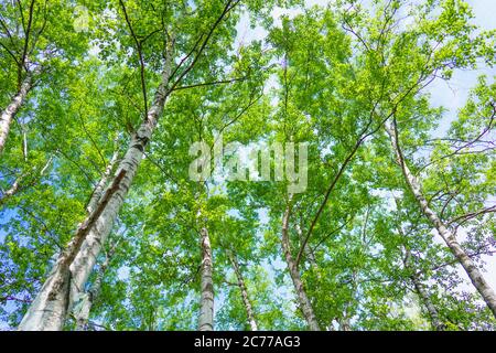 White Birch Treeline Stock Photo - Alamy