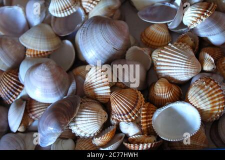 Bunch of sea shells Stock Photo - Alamy