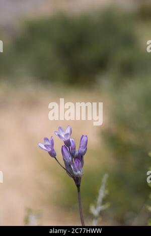 Bloom of Wild Hyacinth, Dichelostemma Capitatum, native Herbaceous ...