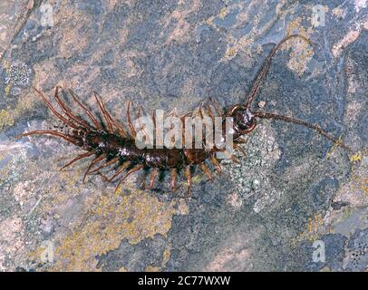 Brown Centipede (Lithobius forficatus) on rotting wood. Peak District ...