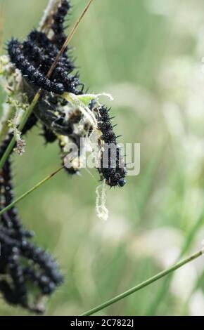 Peacock Butterfly (Inachis io) hanging upside down from pupa, expanding ...