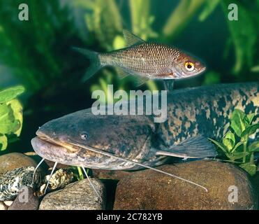 Aquarium fish, very cute fish Stock Photo - Alamy
