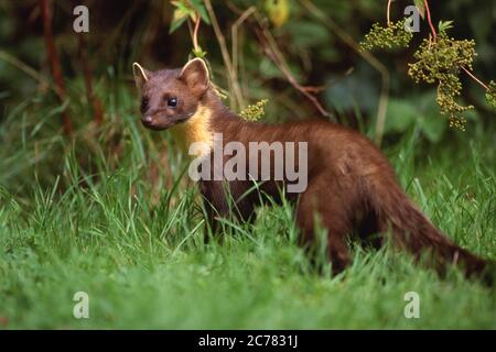 European pine marten, Martes martes Stock Photo - Alamy
