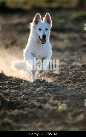 running White Swiss Shepherd Stock Photo - Alamy