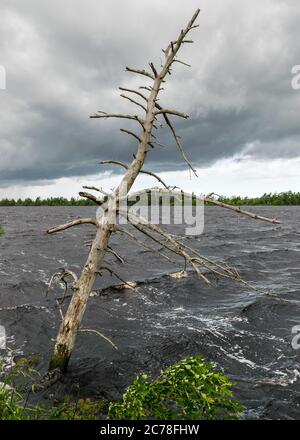 windy summer landscape from swamp lake, wind and turbulence of lake ...
