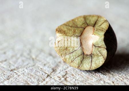 Mexican jumping bean moth larva. Coloured scanning electron micrograph ...