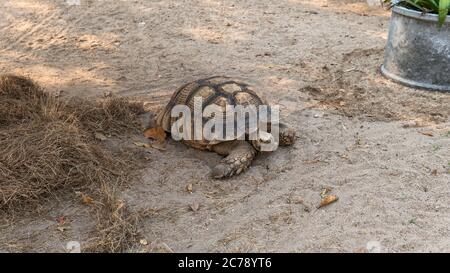 The process of mating turtles in the zoo. Breeding turtles around the ...