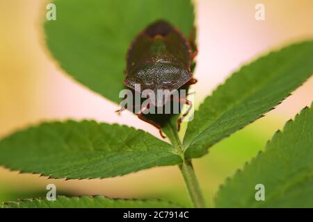 Extreme magnification - Stink bug details under the microscope Stock ...