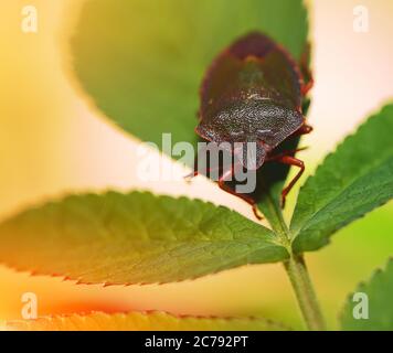 Extreme magnification - Stink bug details under the microscope Stock ...