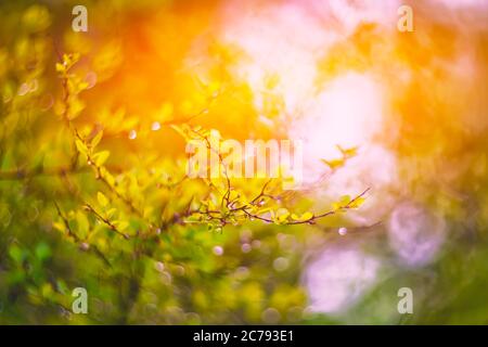 twinkling lights vivid color blurred bokeh spring from leaf background. Abstract nature and soft ...