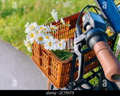 Beautiful chamomile flowers in basket on grey background, closeup ...