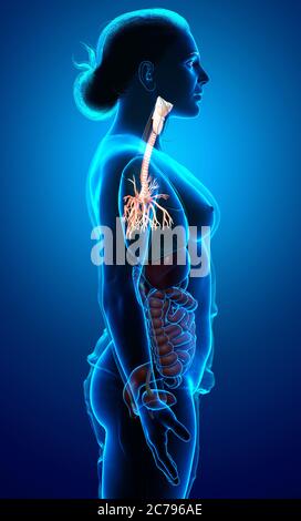 Female Trachea Bronchi Part of Respiratory System Stock Photo - Alamy