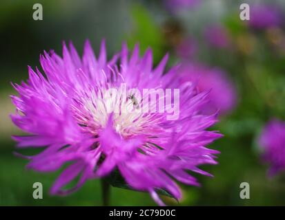 Bee in purple flower. Bokeh background with empty copy space Stock ...