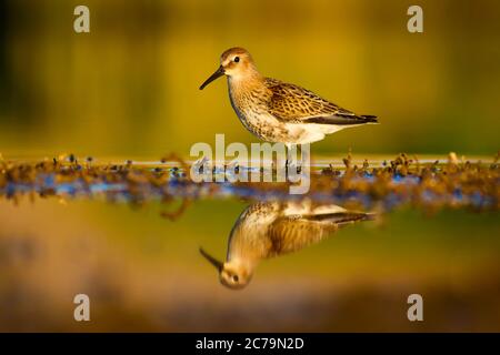 Colorful bird Ruff. Colorful nature background. Bird: Ruff. Philomachus ...