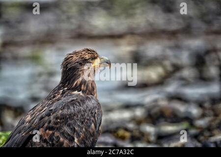A side view portrait of an immature Bald Eagle "Haliaeetus ...