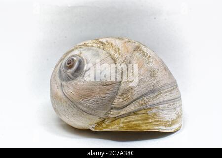 Lewis's moon snail shell. The shell of a Lewis's moon snail (Neverita ...