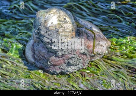 Lewis's moon snail shell. The shell of a Lewis's moon snail (Neverita ...