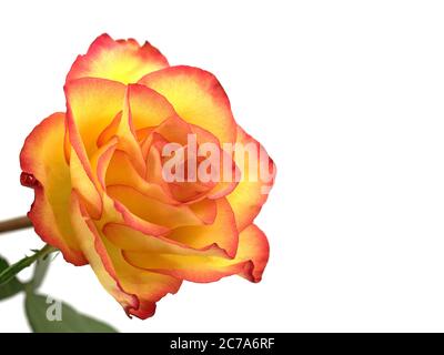 Rose yellow blooming,isolated on background Stock Photo - Alamy