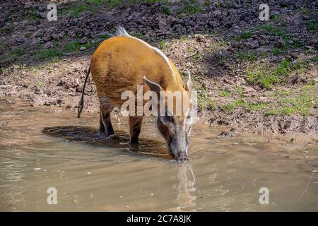 Red river hog drinking water from a water system in the zoo, tropical ...