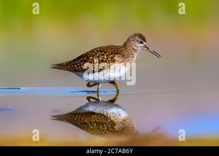 Cute bird Sandpiper. Warm colors nature background. Marsh Sandpiper ...
