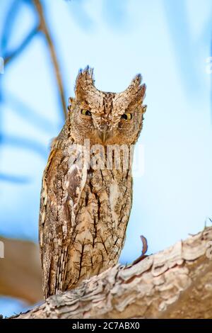 Amazing Owl. Eurasian Scops Owl. Nature background Stock Photo - Alamy