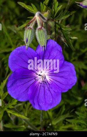 Geranium 'Orion' (cranesbill) in flower, large grouping Stock Photo - Alamy