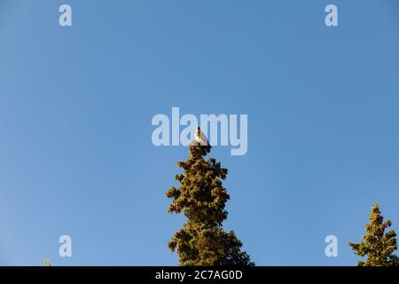 A bald eagle perches majestically atop a tall conifer tree against a ...