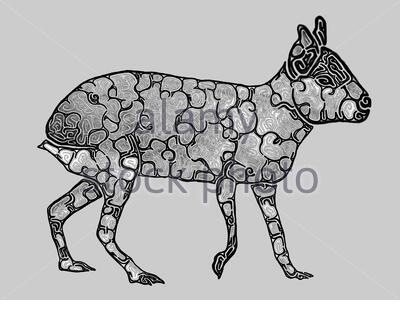 Patagonian Mara or Patagonian Cavy (Dolichotis patagonum Stock Photo ...