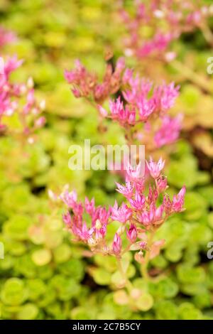 Two row stonecrop (Sedum spurium 'Fuldaglut' syn. Phedimus spurius ...